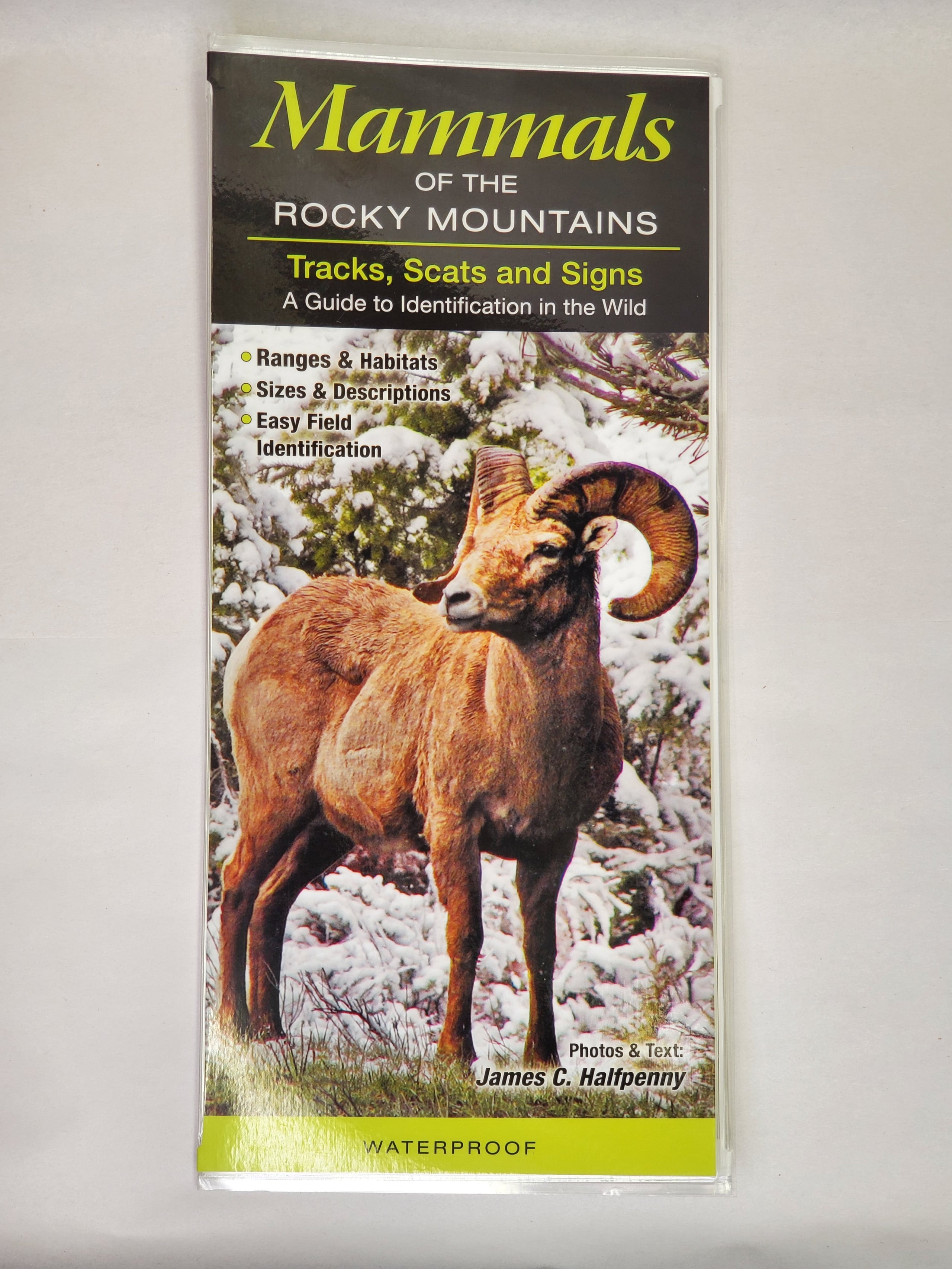 Mammals of the Rocky Mountains | My Site